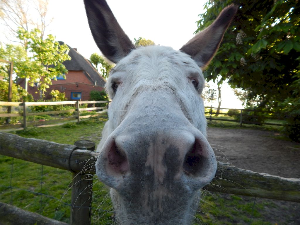 Unsere Esel